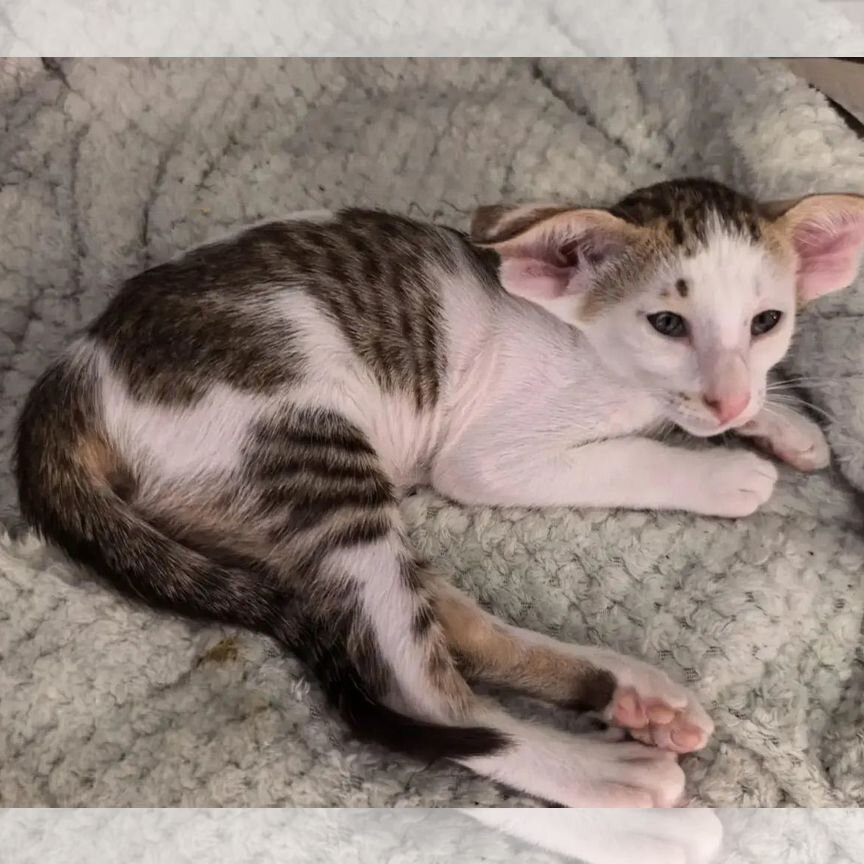 Ориентальный котёнок