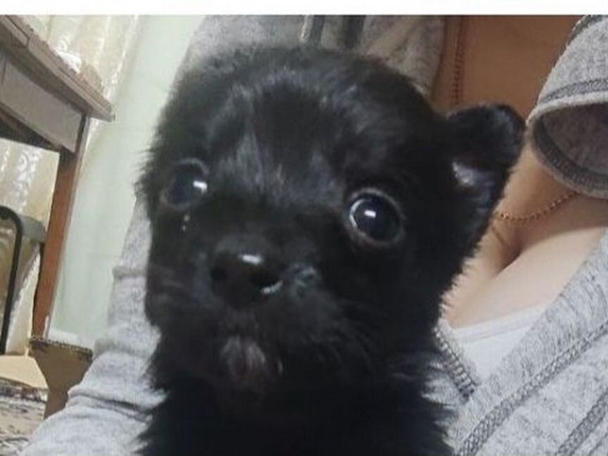 Чихуахуа