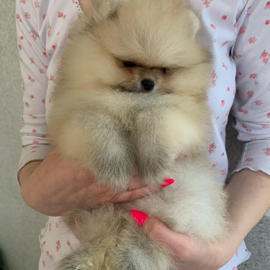 Померанский шпиц