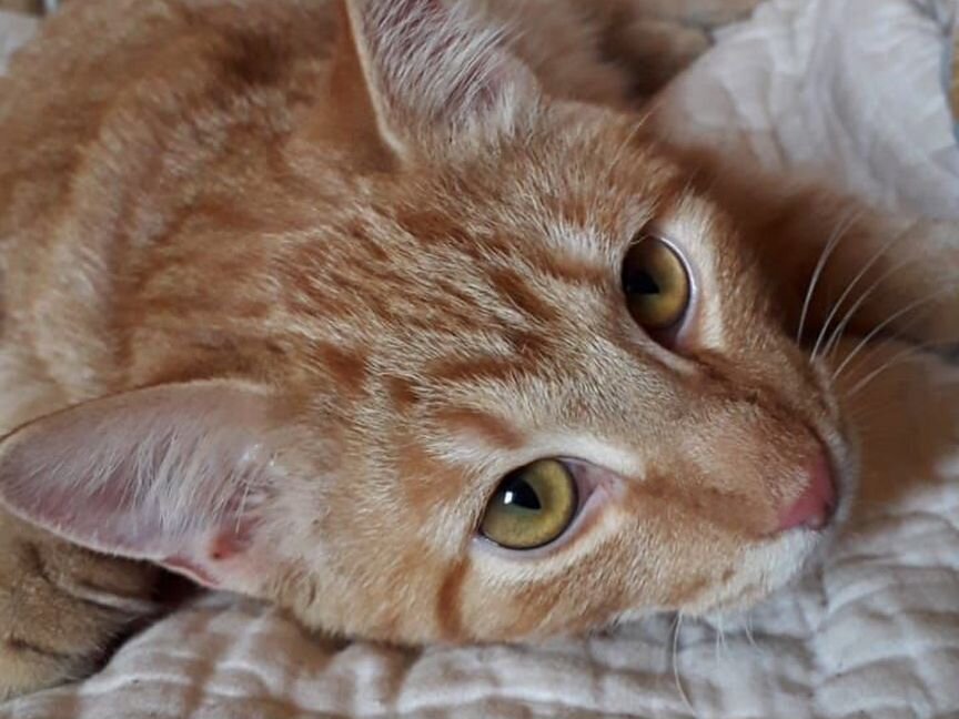 Рыжий котенок в добрые руки