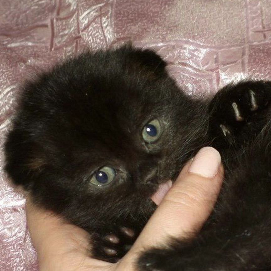 Шотландский вислоухий медвежонок