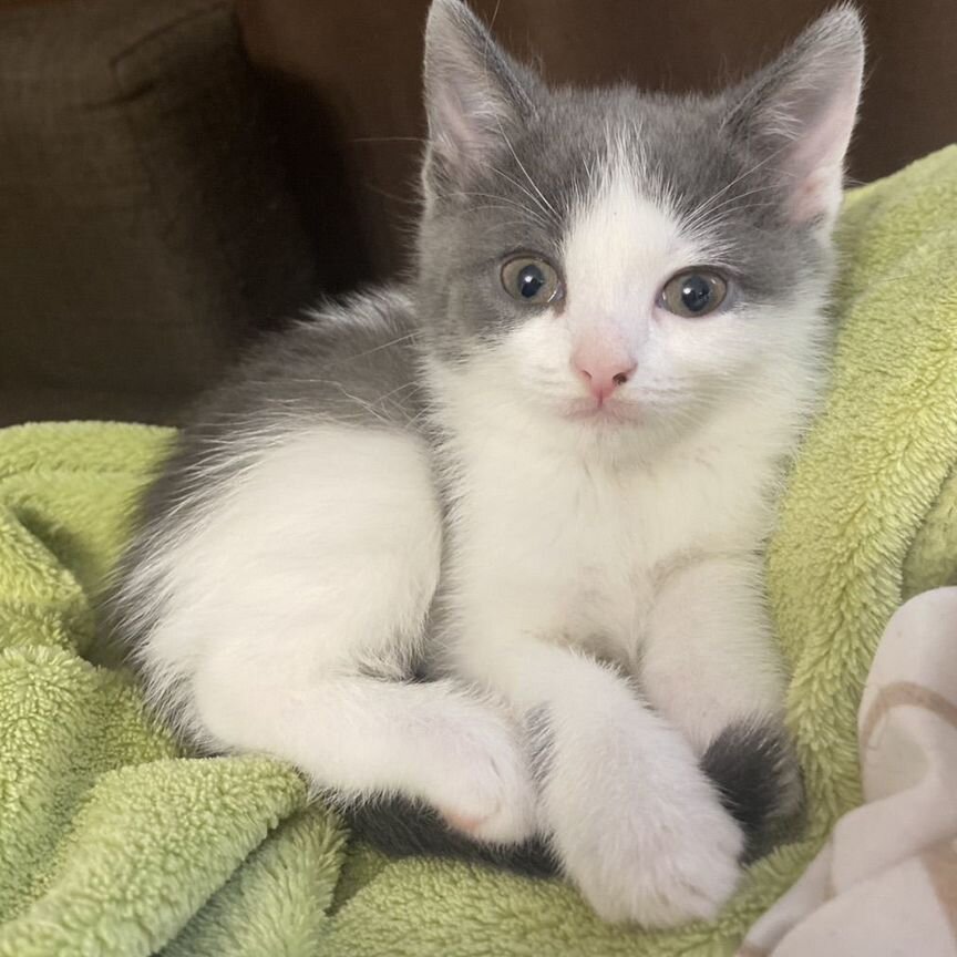 Котенок девочка