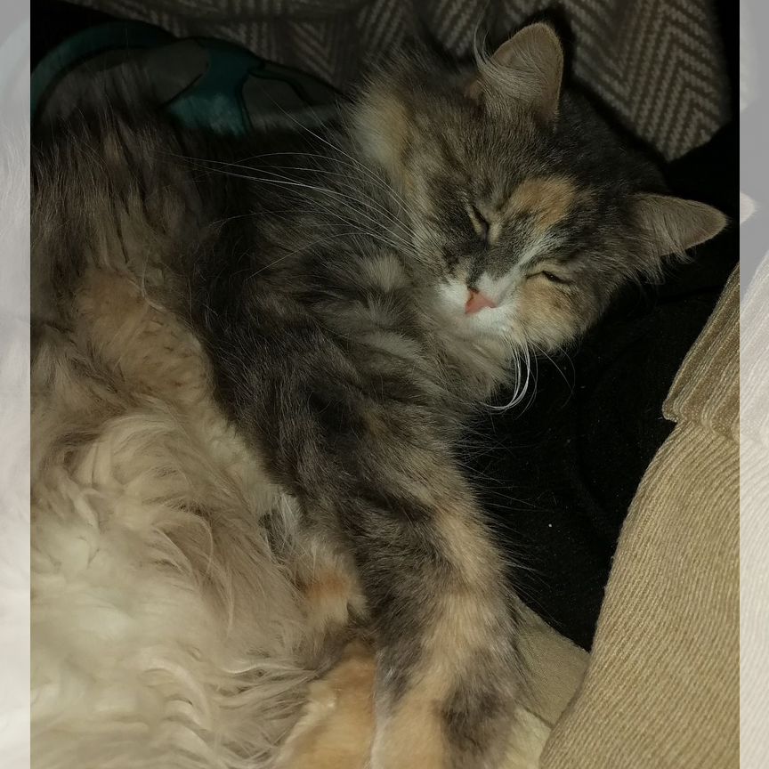 Алтайская, взрослая кошка