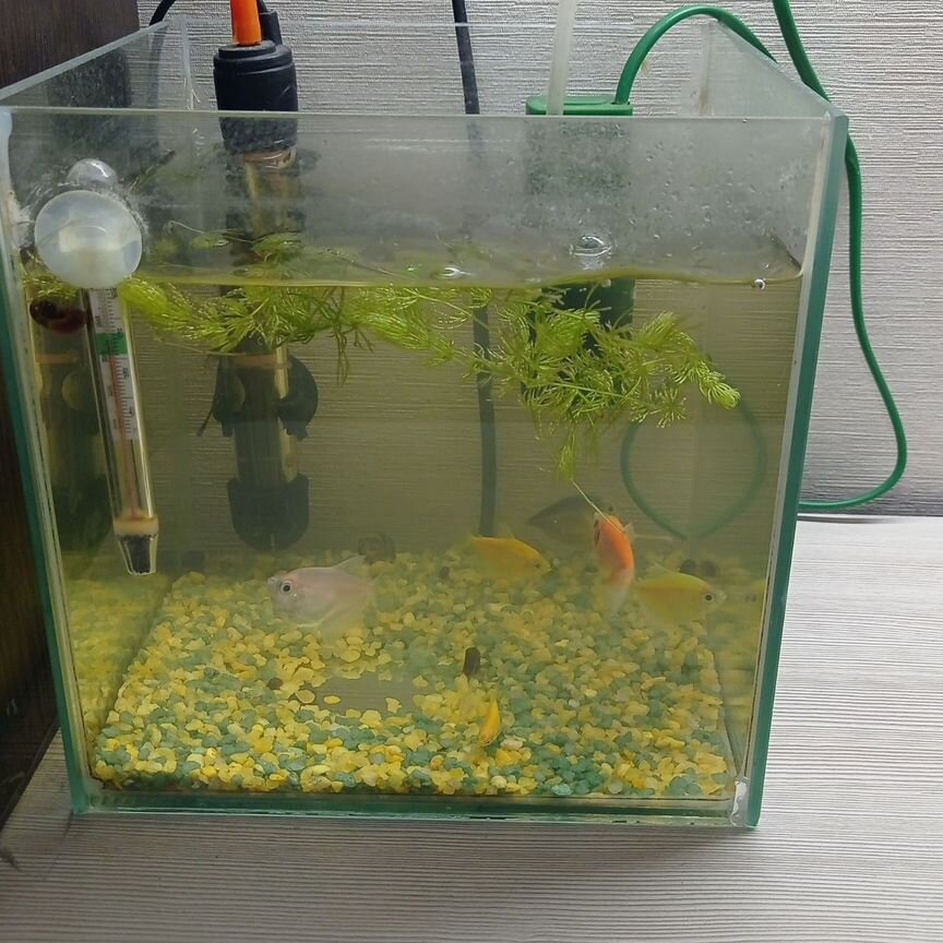 Аквариум с рыбками