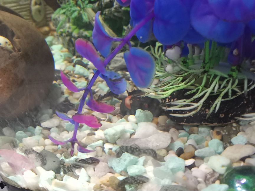 Мальки сомика анцитруса