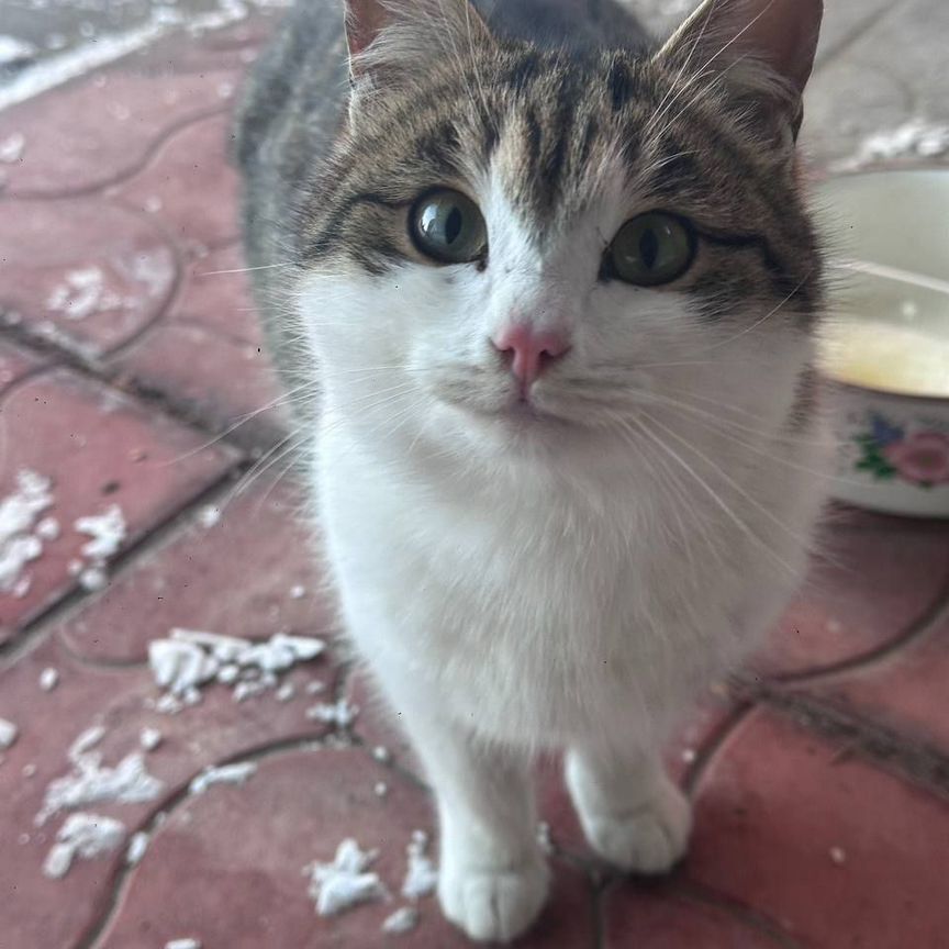 Нашли котят, две девочки. Отдадим в добрые руки