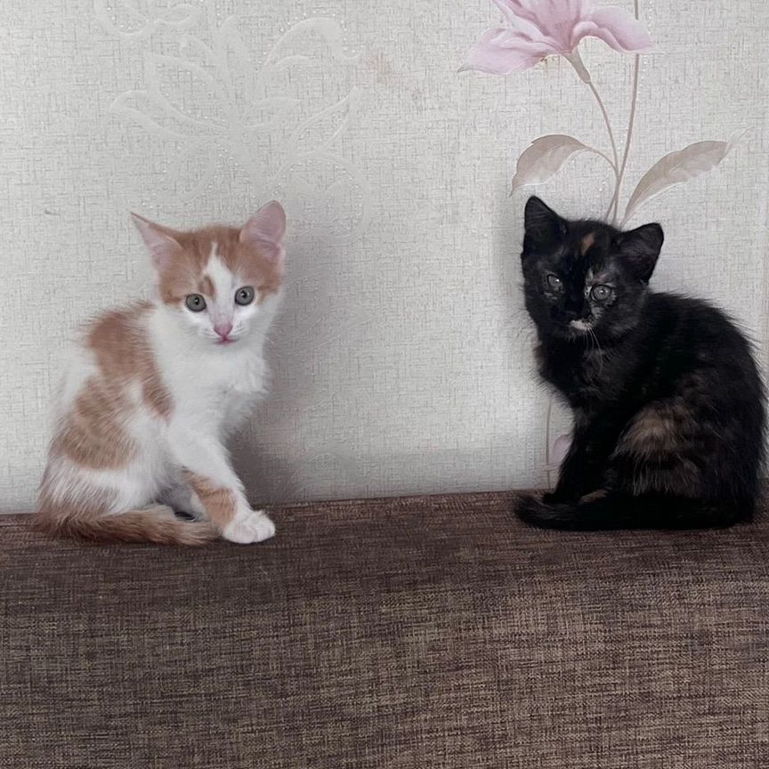 Милые котята