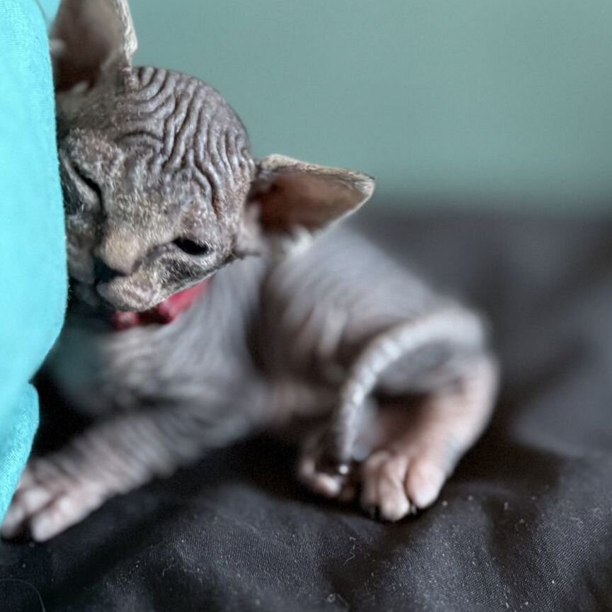 Донской сфинкс котёнок