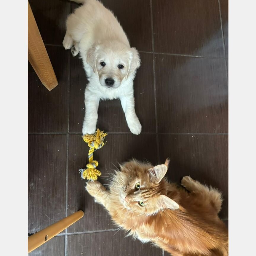 Золотистый ретривер