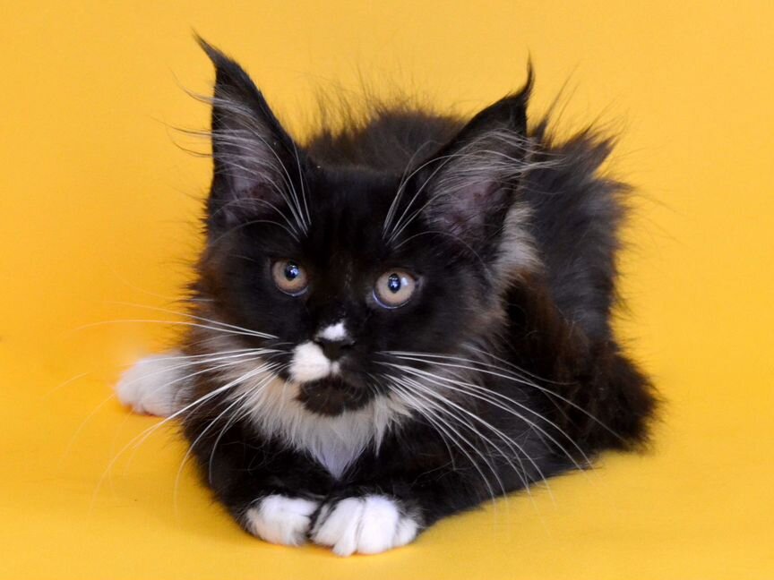 Котенок мейн-кун девочка Оливия