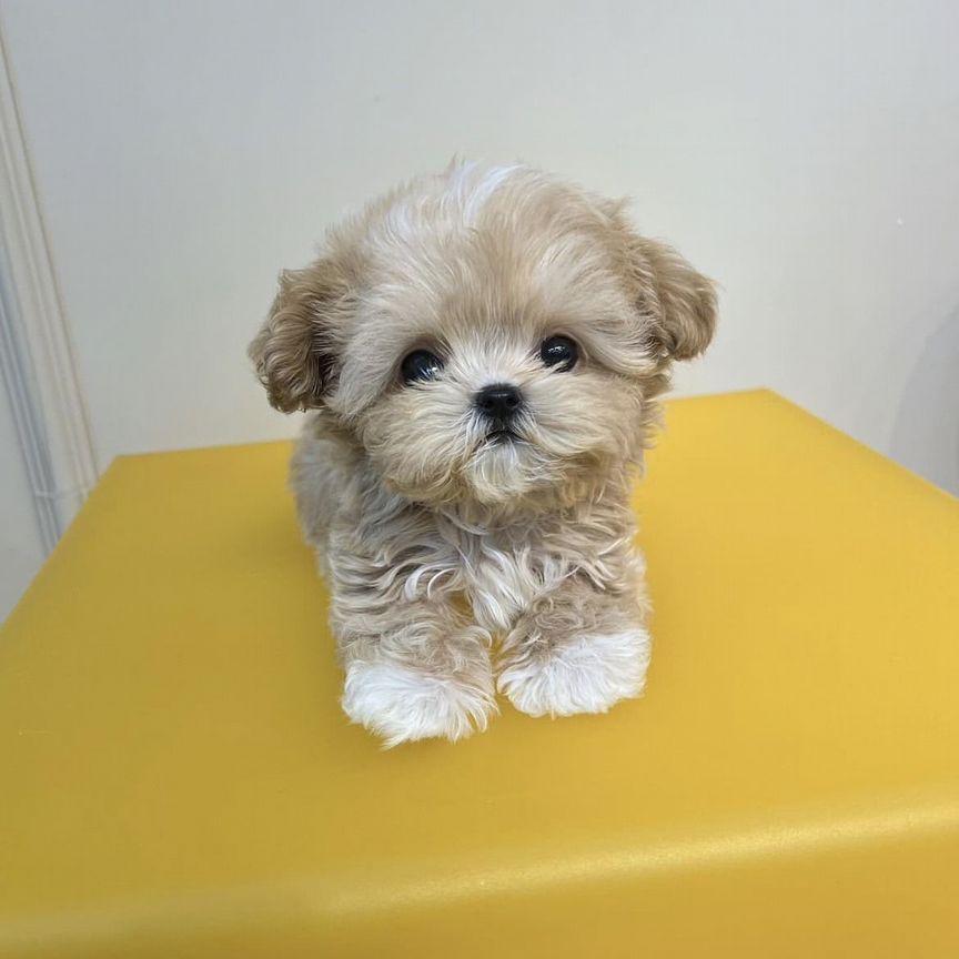 Мини мальчик мальтипу из Кореи