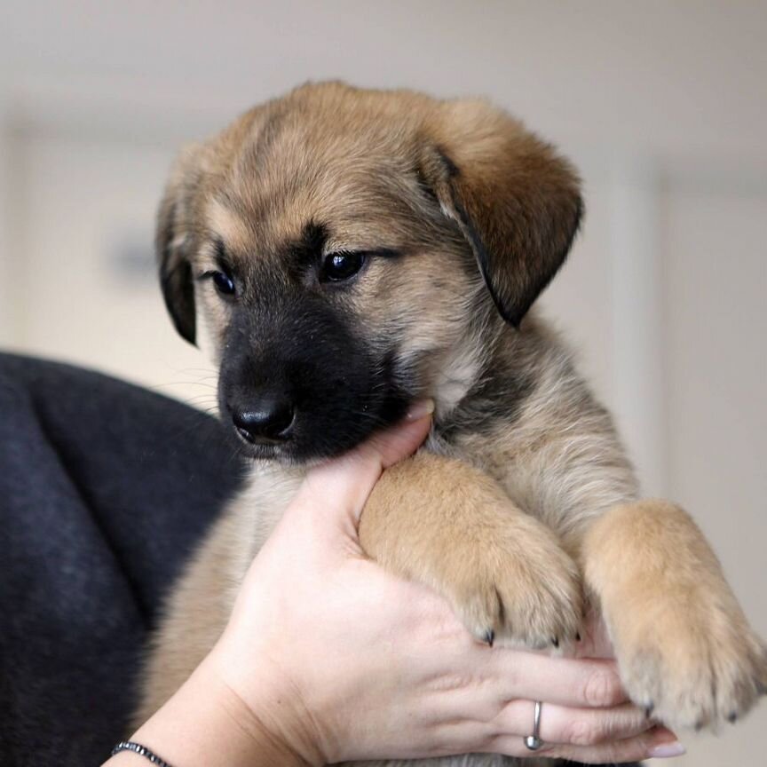 Щенок в добрые руки