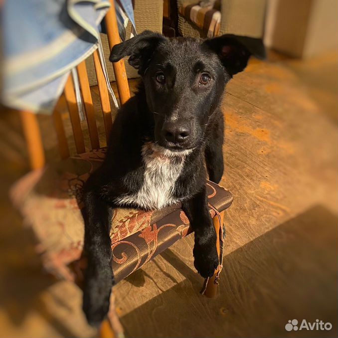 Балуша в поисках дома