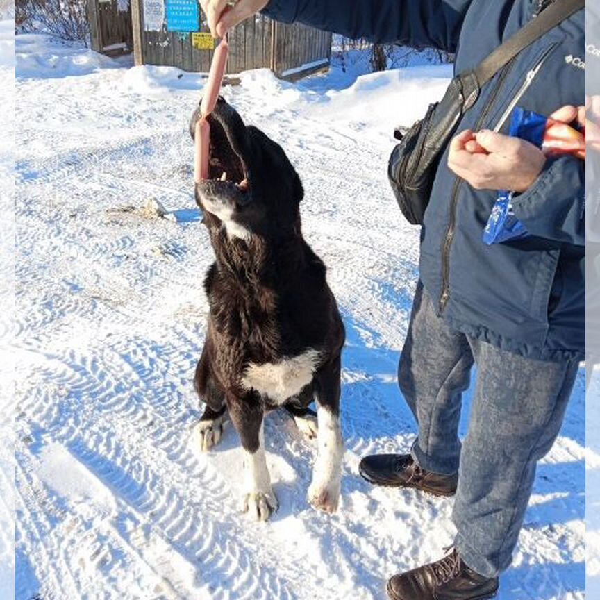 Среднеазиатская овчарка, взрослый пёс