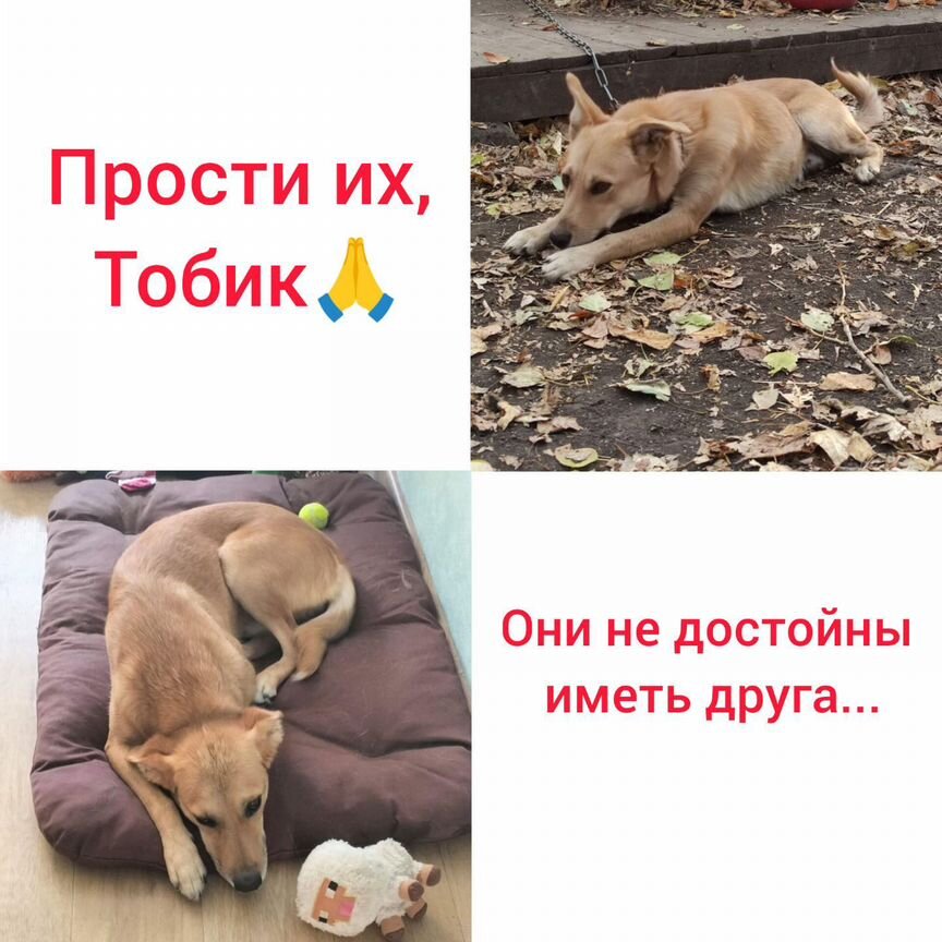 Собаку предали, нужна семья