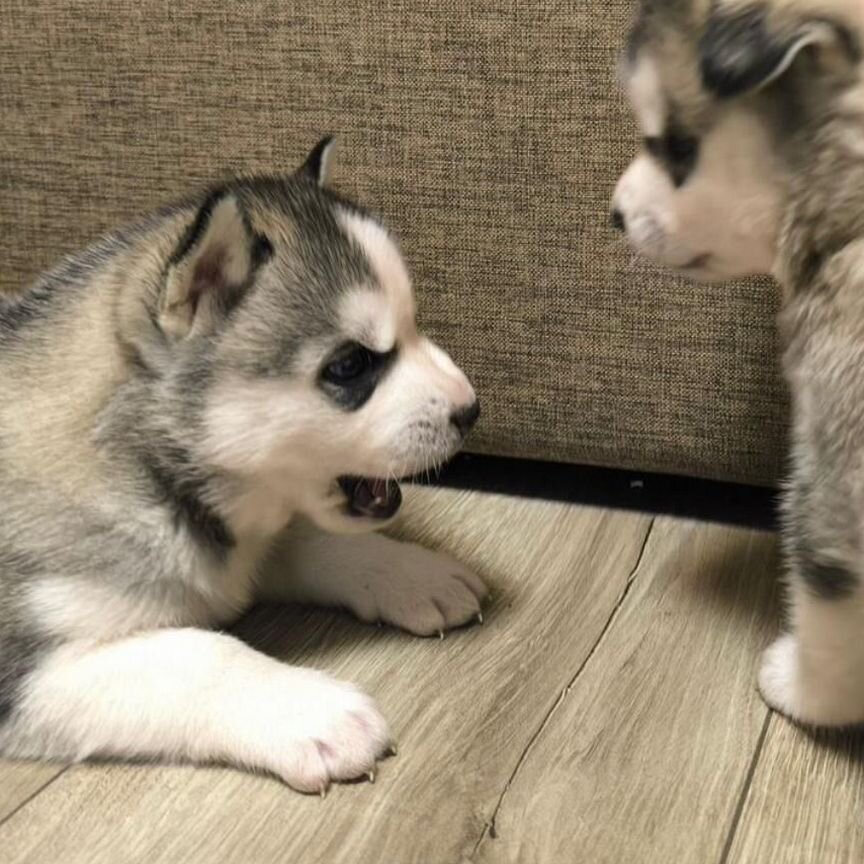 Сибирский хаски, щенок