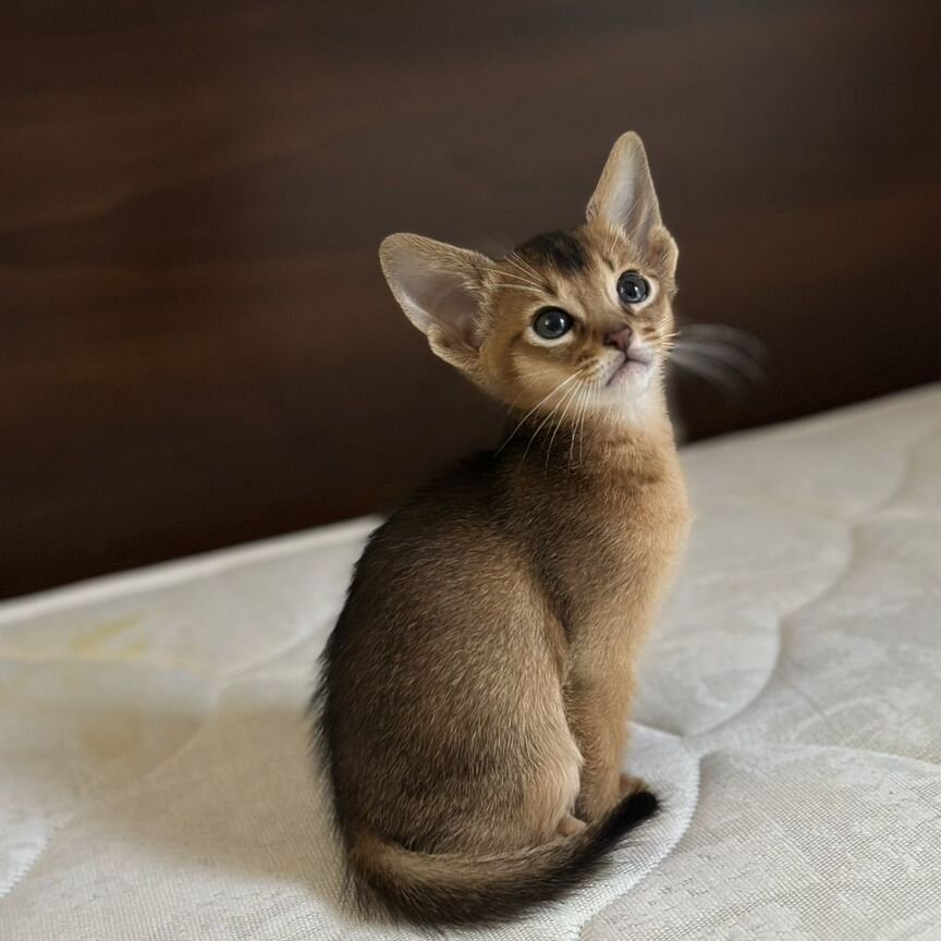 Абиссинские котята