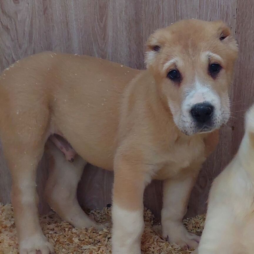 Щенки среднеазиатской овчарки