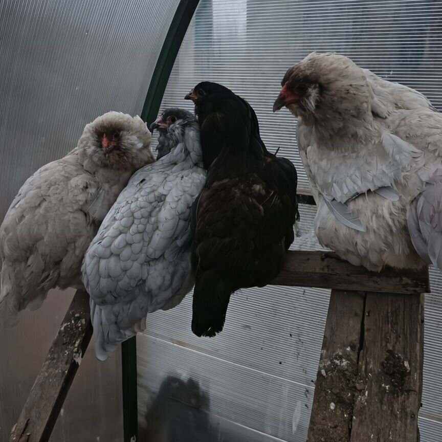 Продаются куры - несушки - 4 штуки