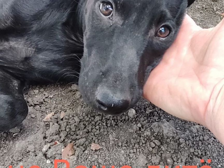 Щенки в добрые руки