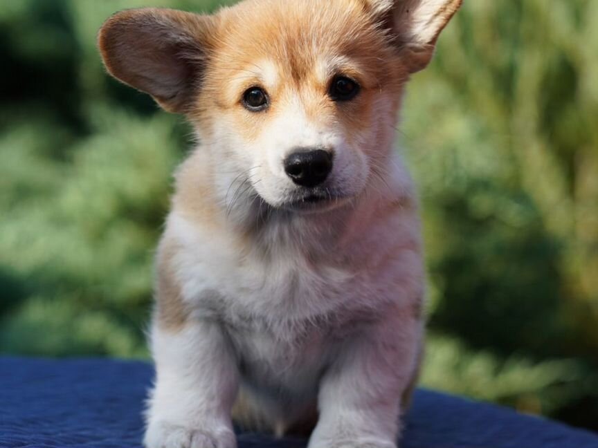 Щенки корги