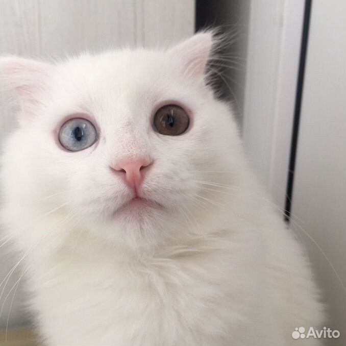 Спаривание Альбинос чистый разноглазый