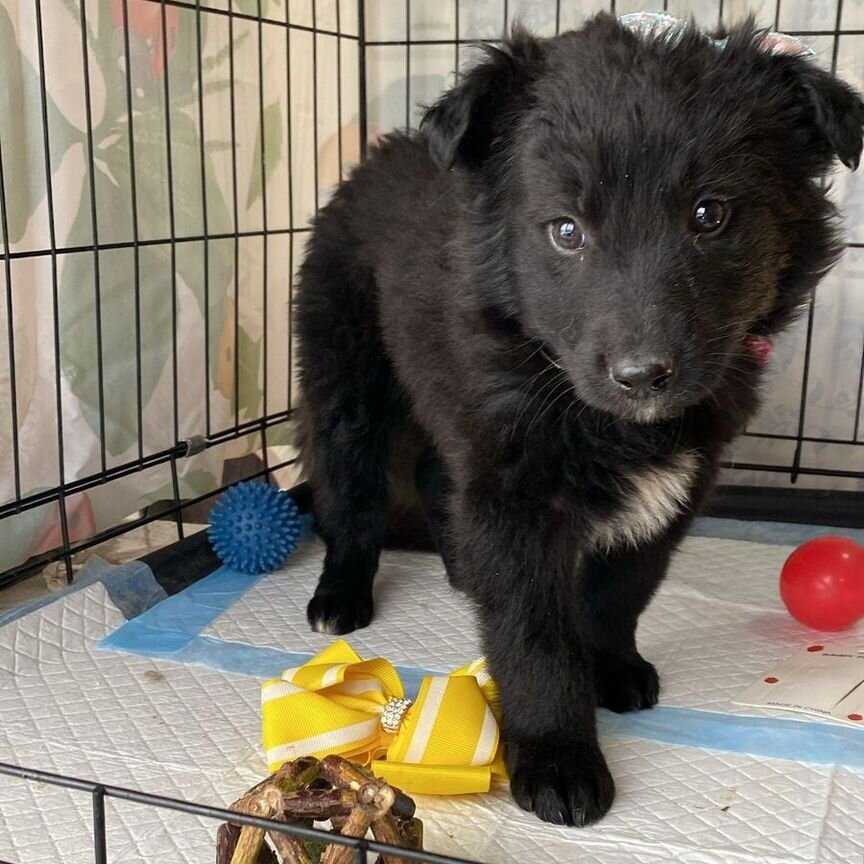 Милый щенок в приюте