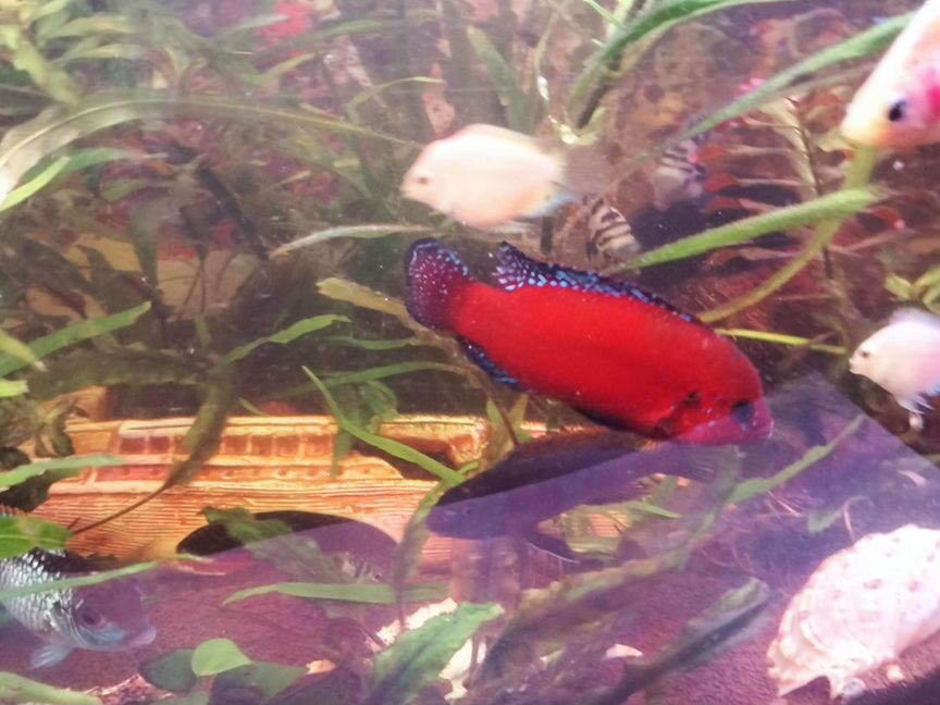 Аквариумные рыбки Эксулы