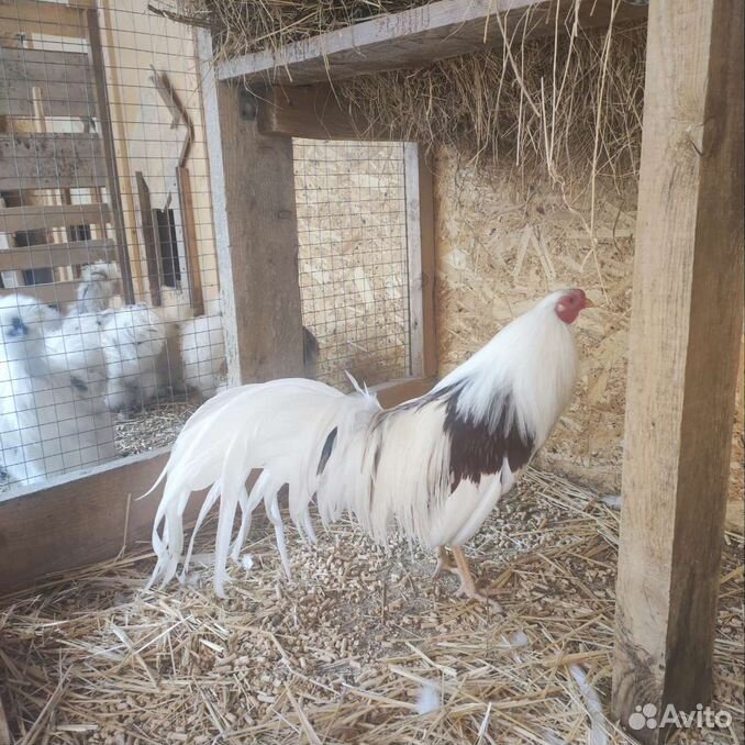 Куры йокогама