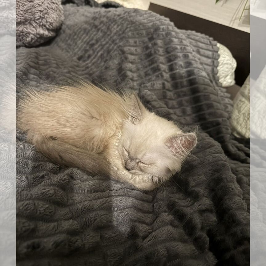 Невский маскарадный котёнок