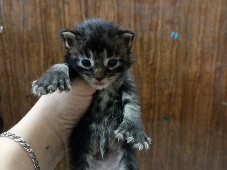 Котята мейн-кун полидакт