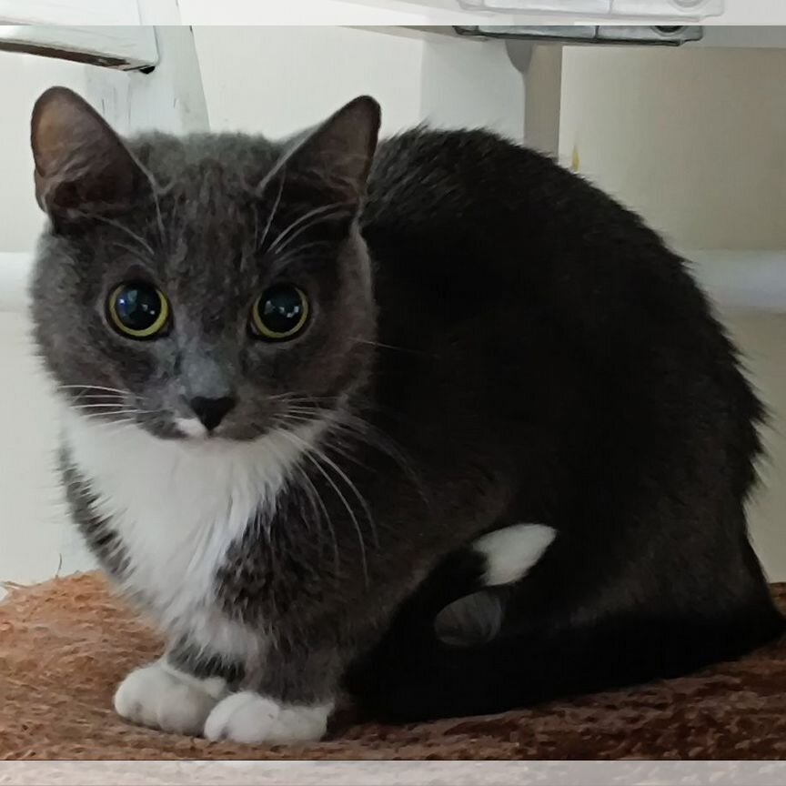 Взрослая кошка в добрые руки