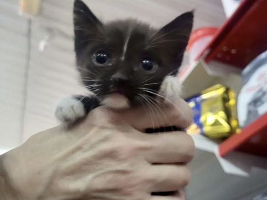 Котенок девочка 1.5 месяца