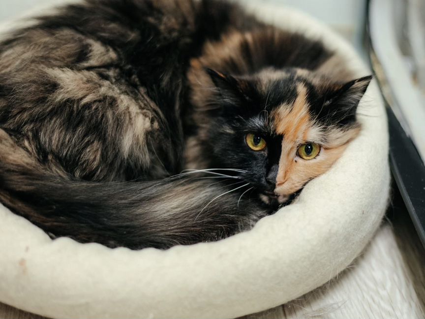 Кошка Селена ищет дом