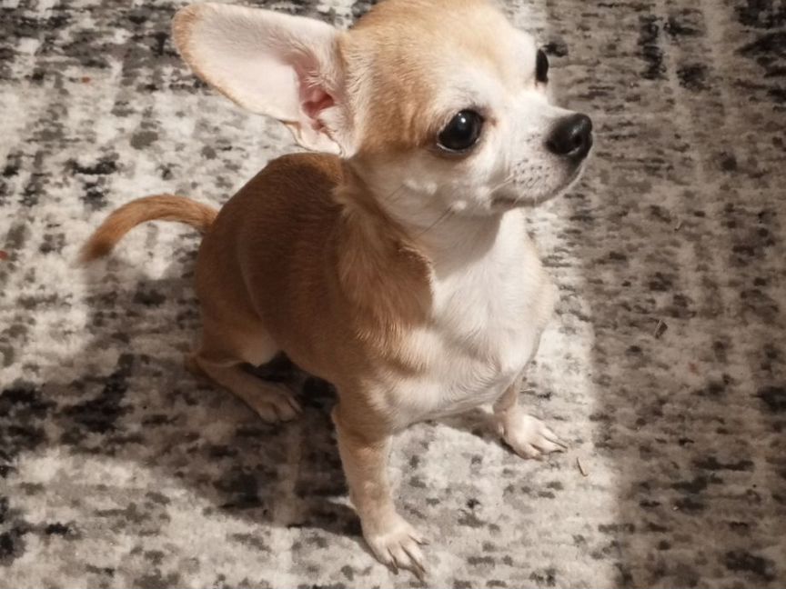 Чихуахуа мини вязка/случка