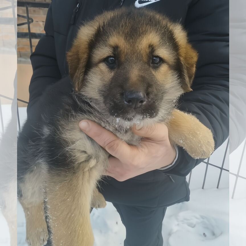 Восточноевропейская овчарка, щенок