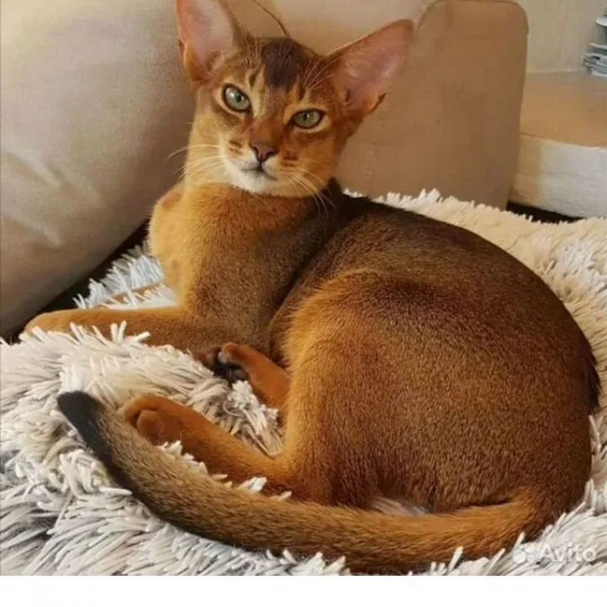 Абисинский кот
