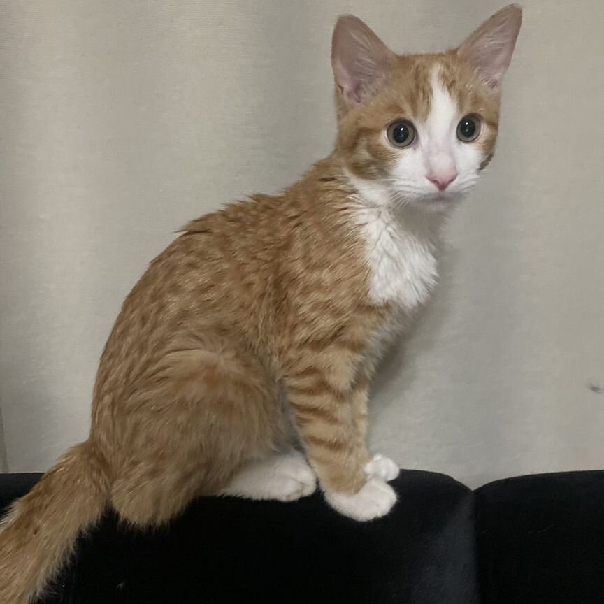 Котенок 4 мес нежнятинка