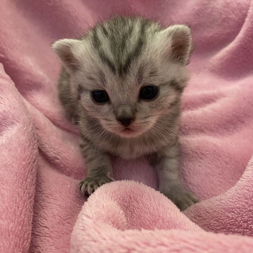 Шотландские котята