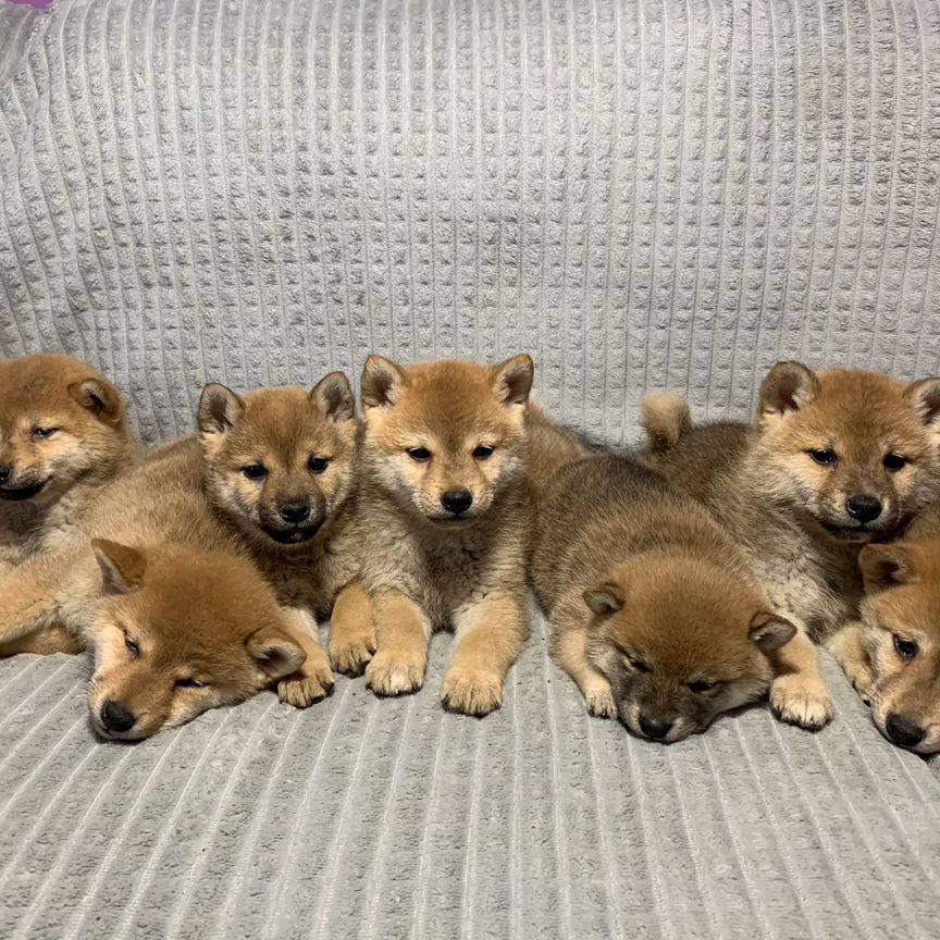 Щенки сиба ину мальчики и девочки