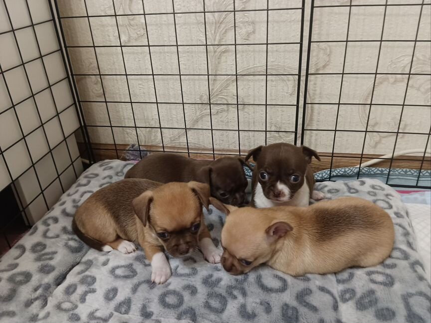 Щенки чихуахуа девочки
