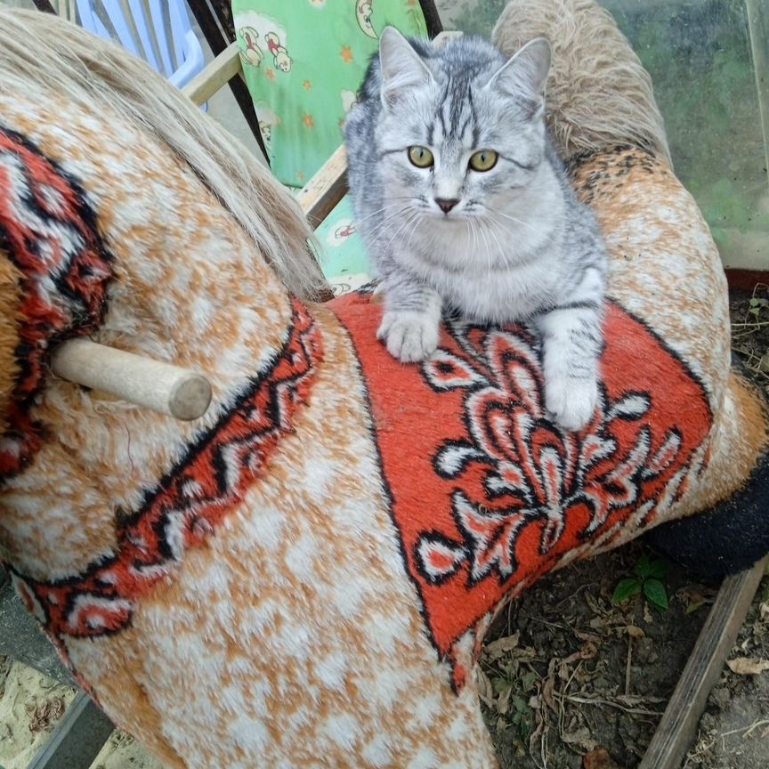 Подарю котенка