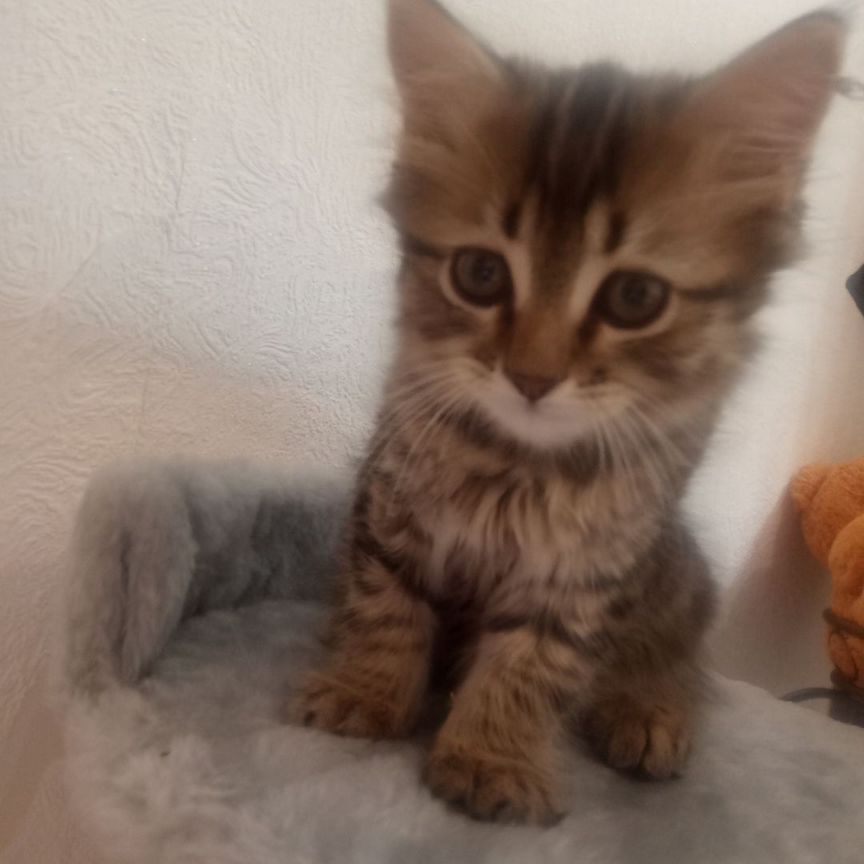 Котёнок мальчик бесплатно мейкун