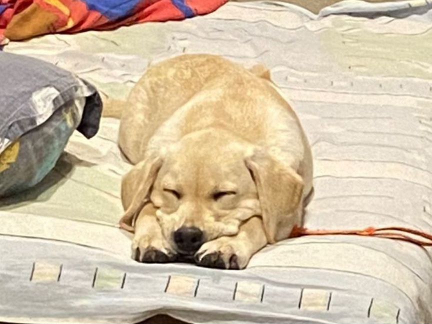 Найдена собака ищем хозяина