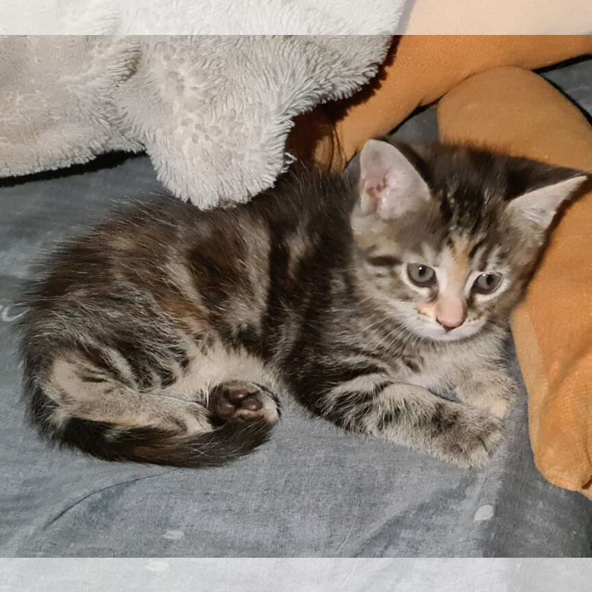 Мейн-кун котёнок