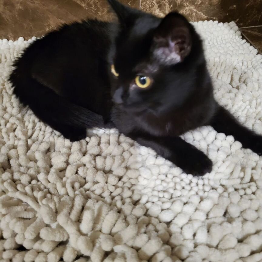 Милый котенок