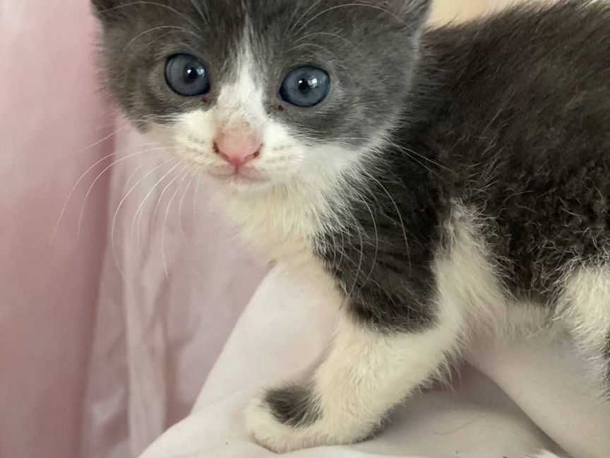 Котенок Кнопочка ищет маму