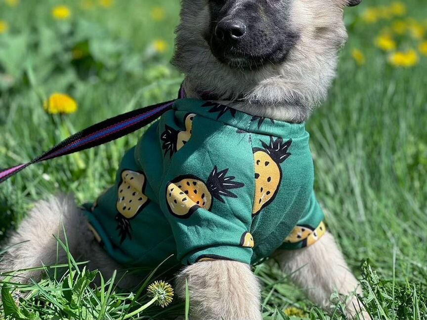 Собака-щенок, растёт не дома