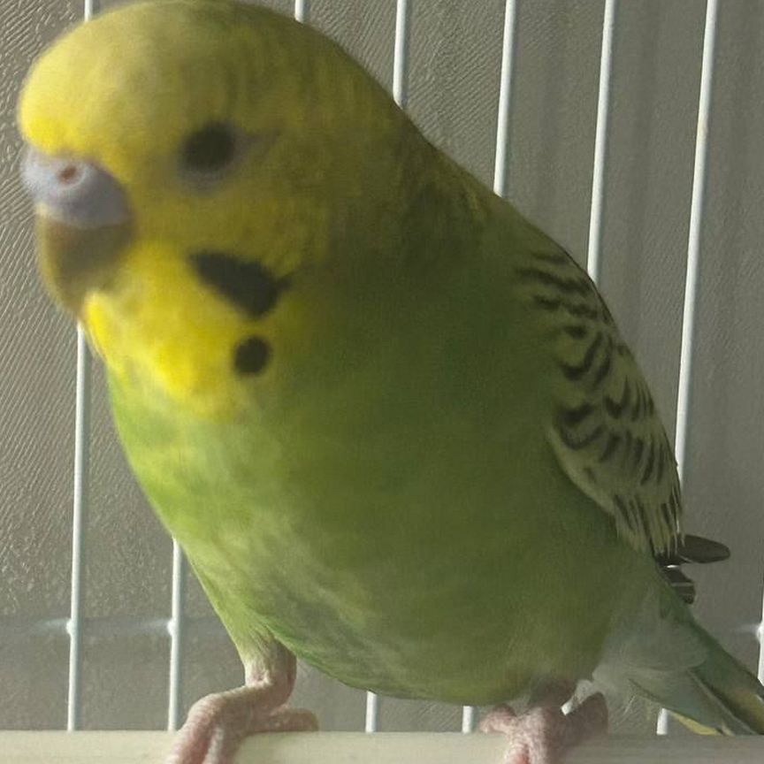 Волнистый попугай с клеткой
