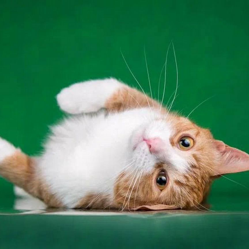 Ласковая кошечка